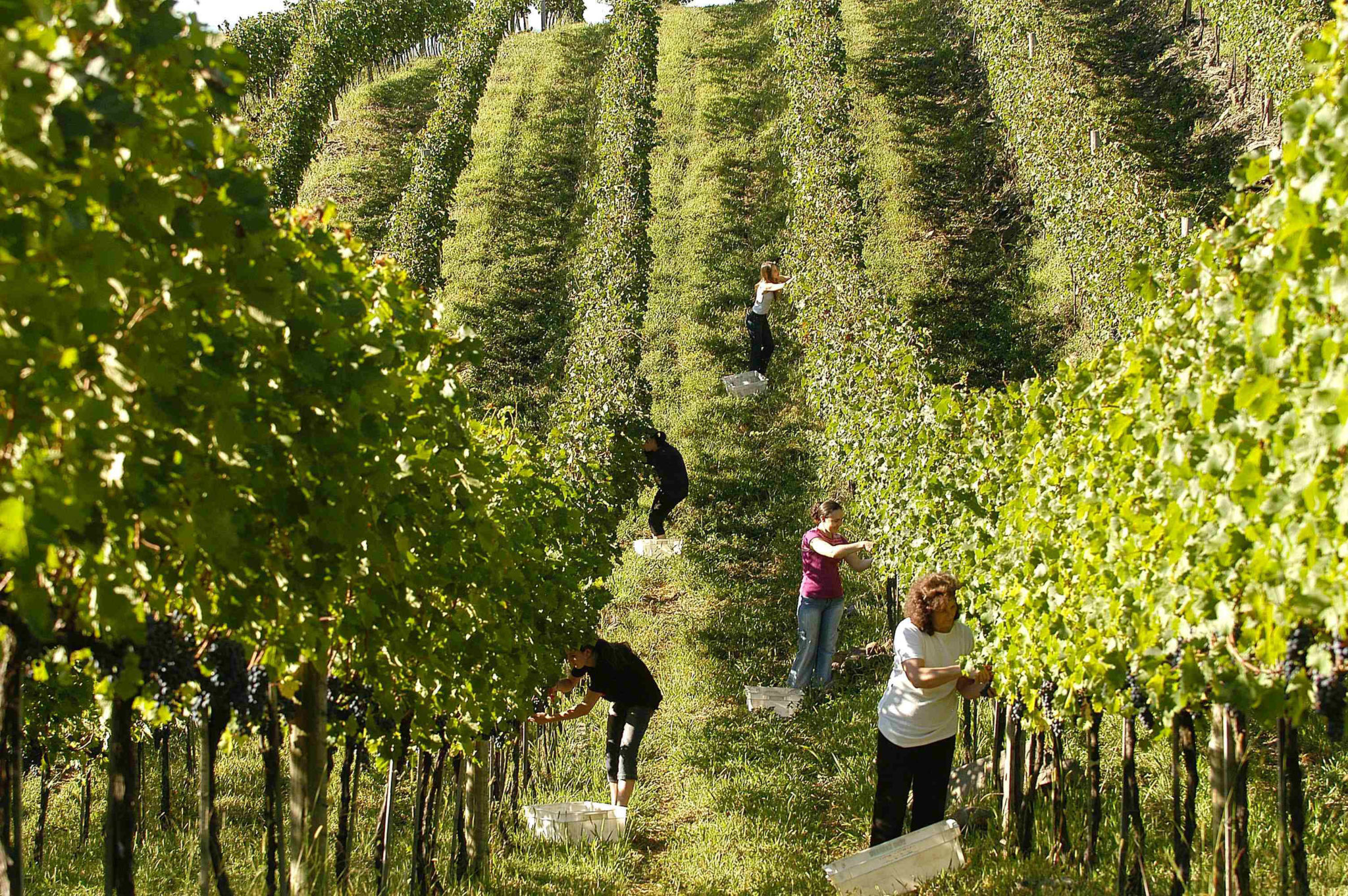 Sede - Brasil Selection